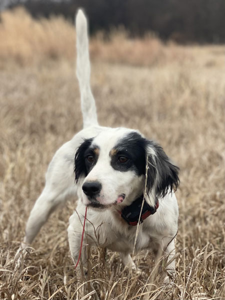 English Setter Dogs For Sale Outback Kennels